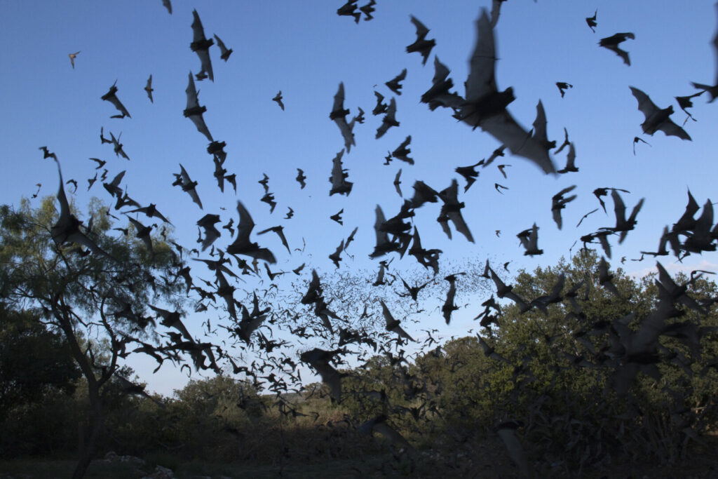 Why You Should Add Carlsbad Caverns Bats to Your Bucket List