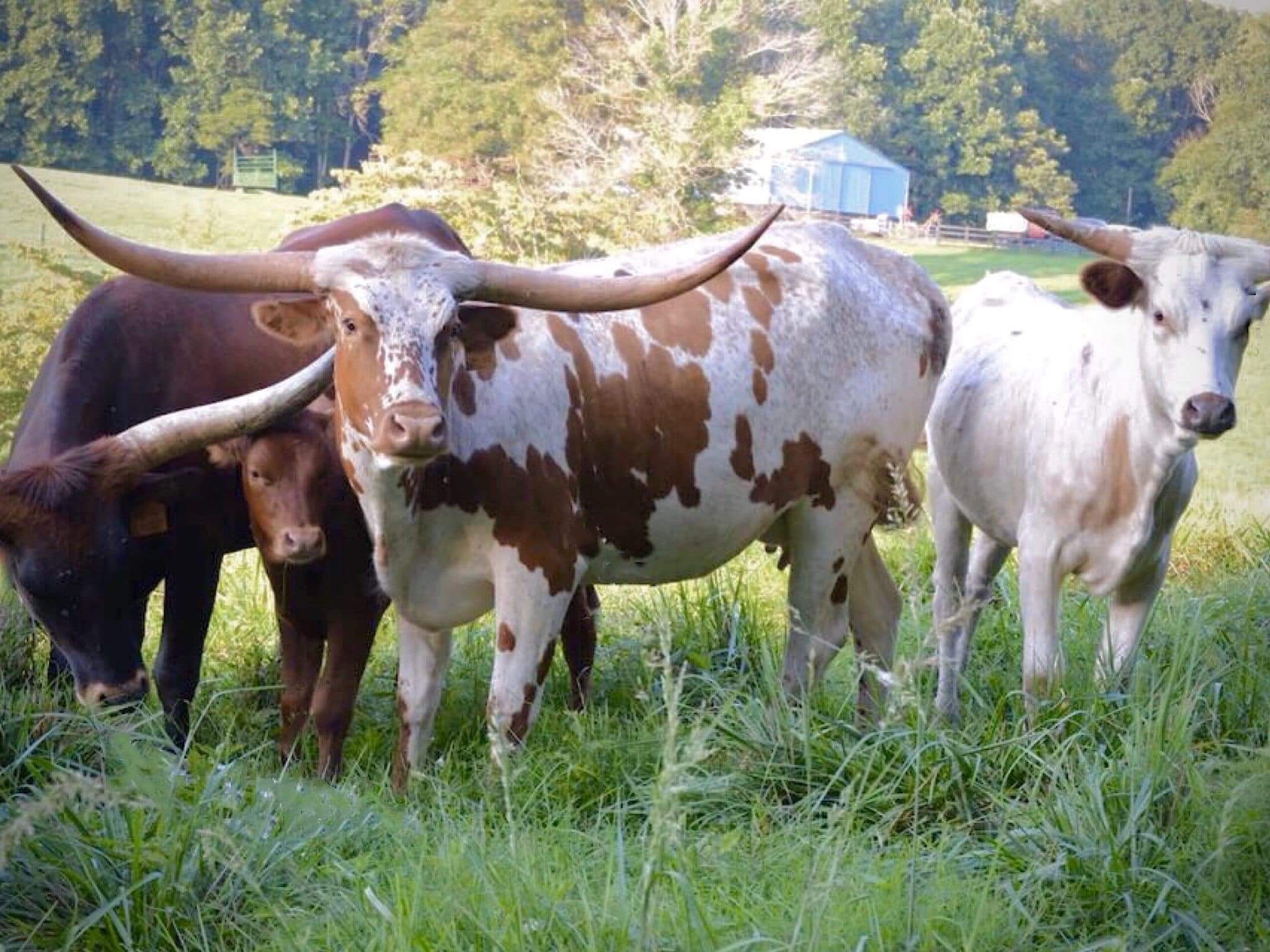 7 Best Harvest Host Locations in Texas - Getaway Couple