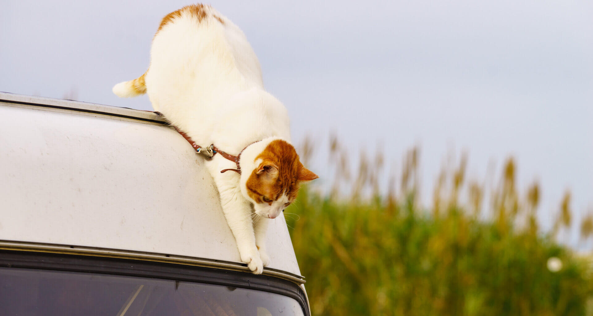 How to RV with Cats - Getaway Couple