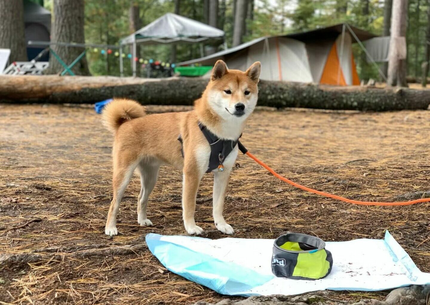 How to Find the Best Dog Friendly Camping in the US - Getaway Couple