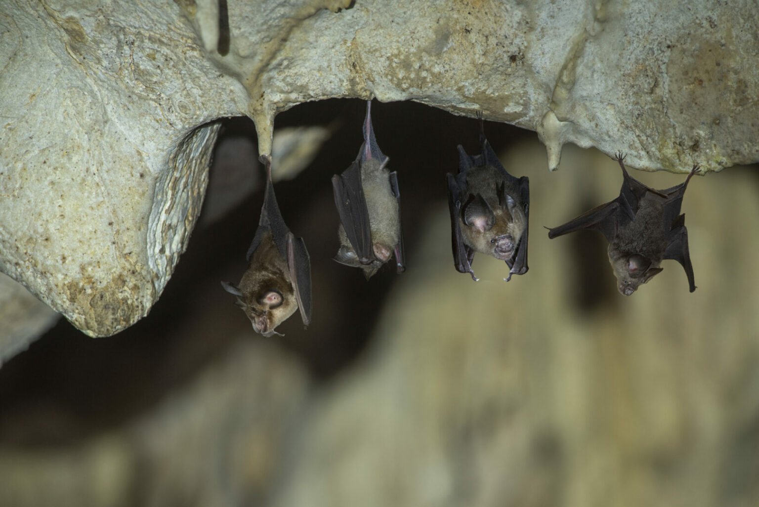 Why You Should Add Carlsbad Caverns Bats to Your Bucket List