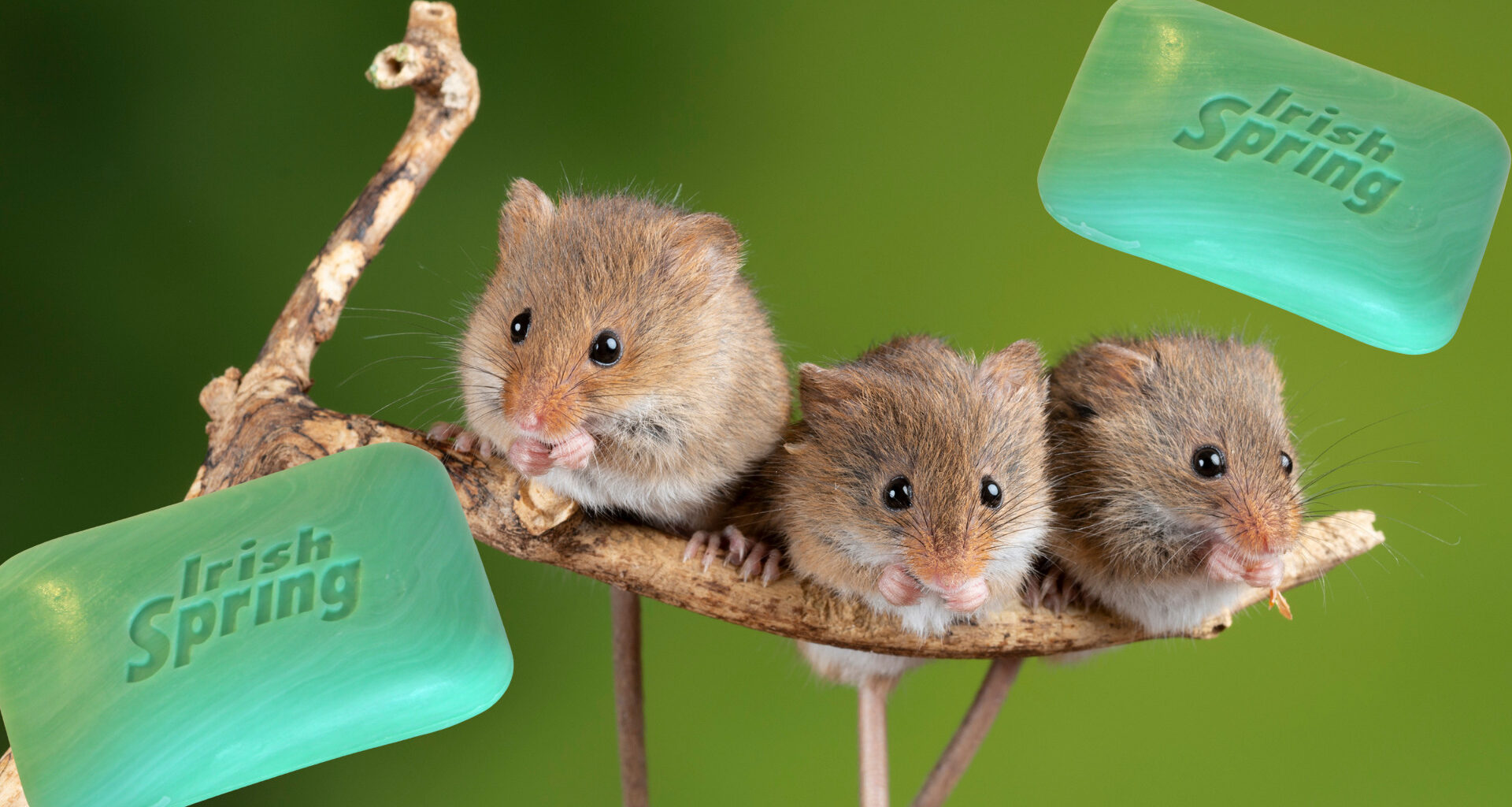 What People Get Wrong About Irish Spring Soap and Mice - Getaway Couple