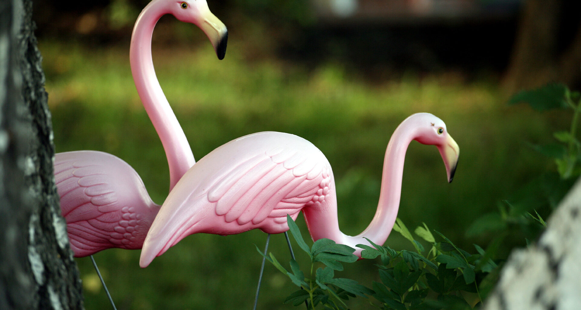 What Does a Flamingo in Your Campsite Mean? - Getaway Couple