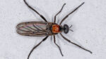 Get Prepared for Florida Love Bug Season - Getaway Couple