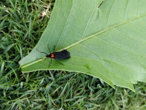 Get Prepared for Florida Love Bug Season - Getaway Couple