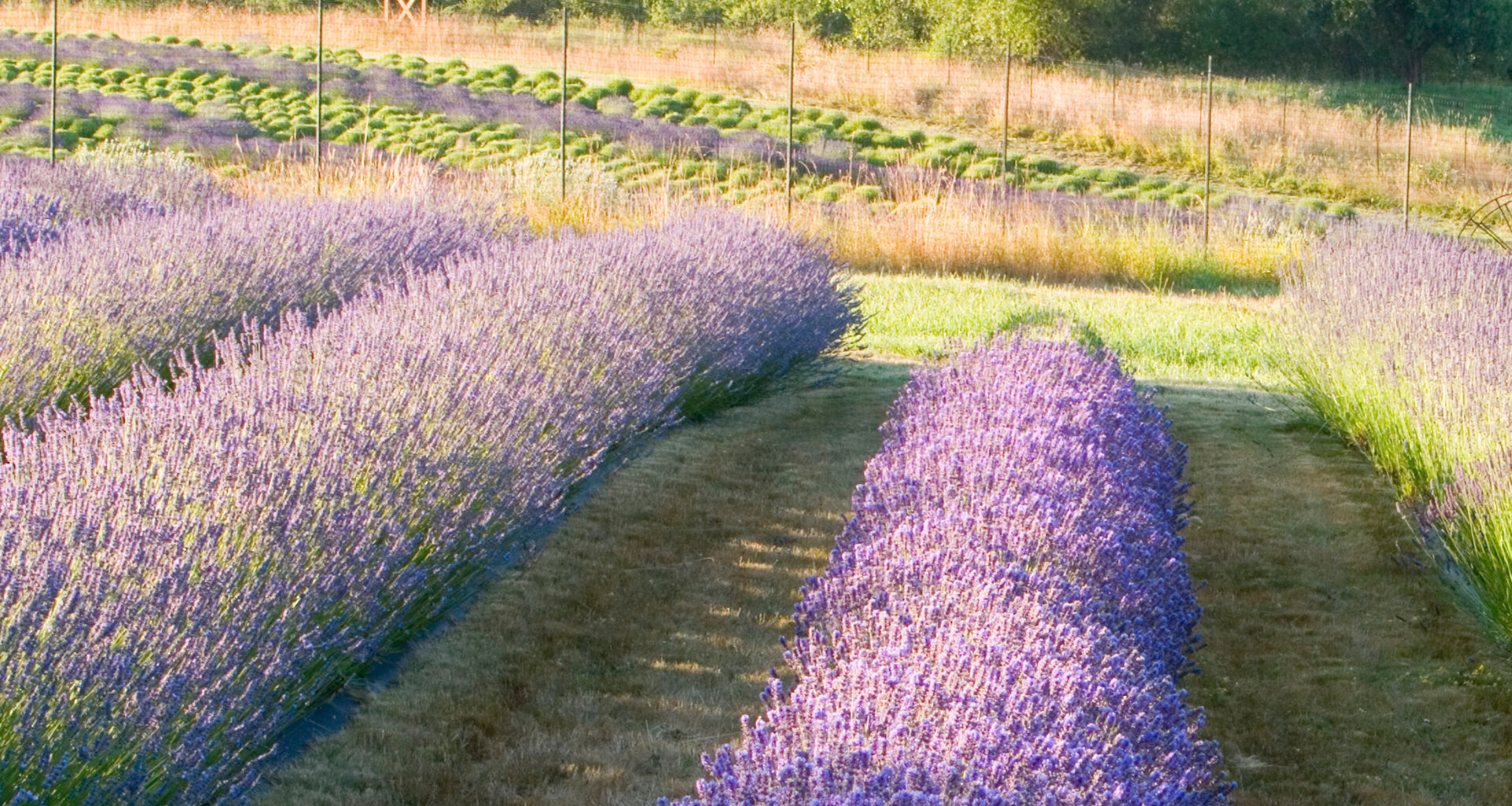 Dreamy Lavender Farms to Add to Your Bucket List - Getaway Couple
