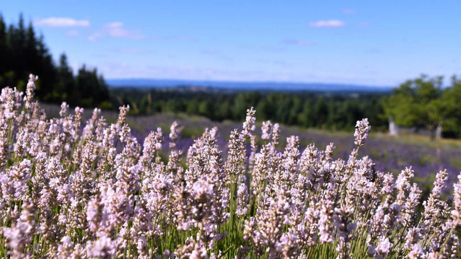 Dreamy Lavender Farms to Add to Your Bucket List - Getaway Couple