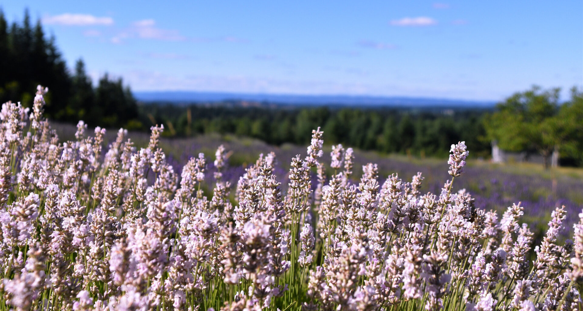Dreamy Lavender Farms to Add to Your Bucket List - Getaway Couple