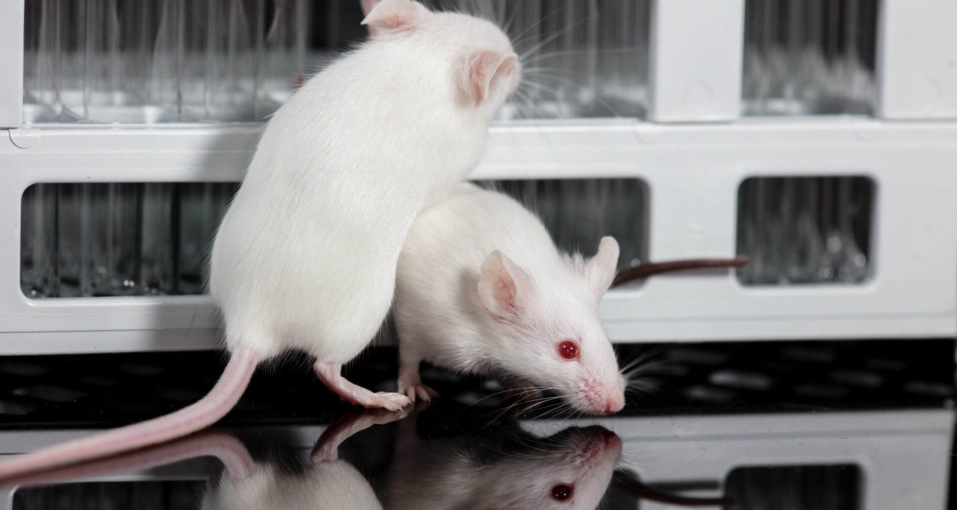 Mice Repellents Reviewers Actually Swear By - Getaway Couple