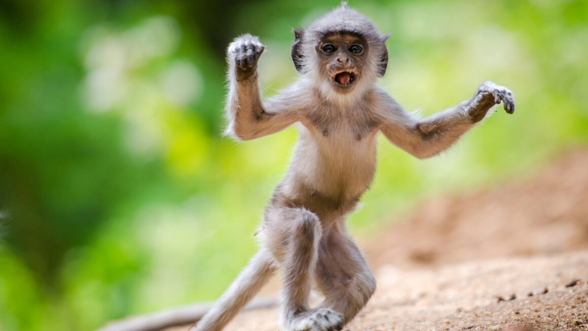 Monkey Island: Florida's Unusual Tourist Attraction - Getaway Couple