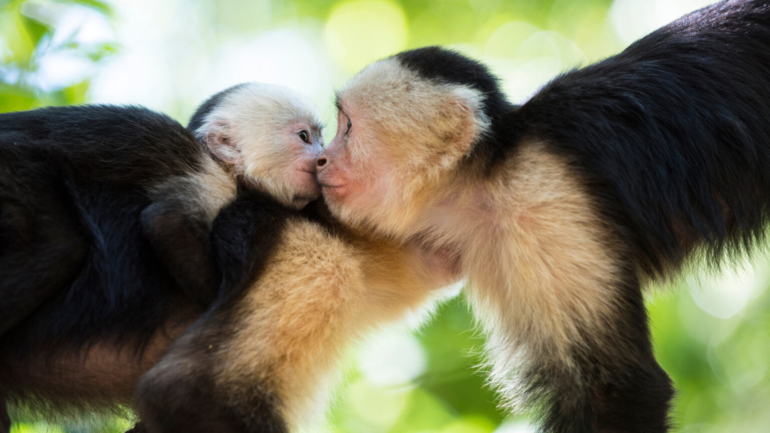 Monkey Island: Florida's Unusual Tourist Attraction - Getaway Couple