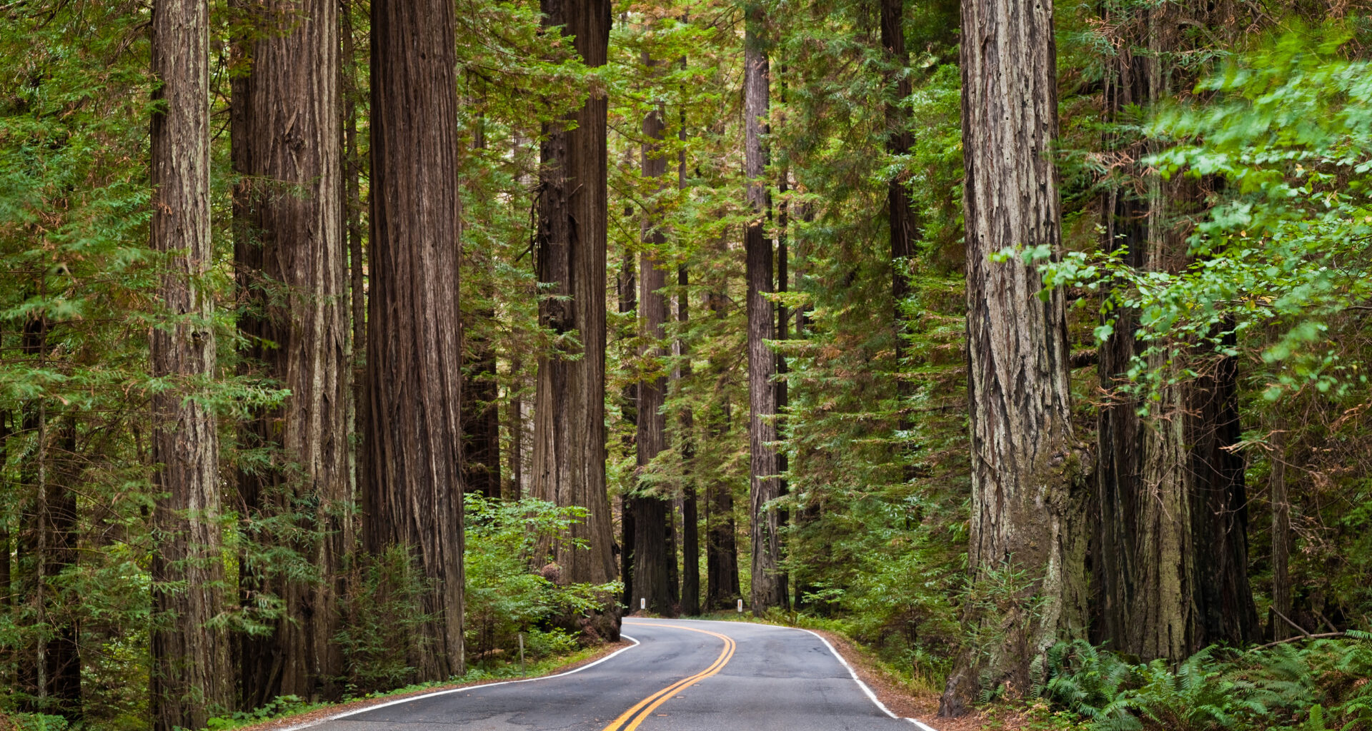 Visit the Immortal Tree on Your Roadtrip - Getaway Couple