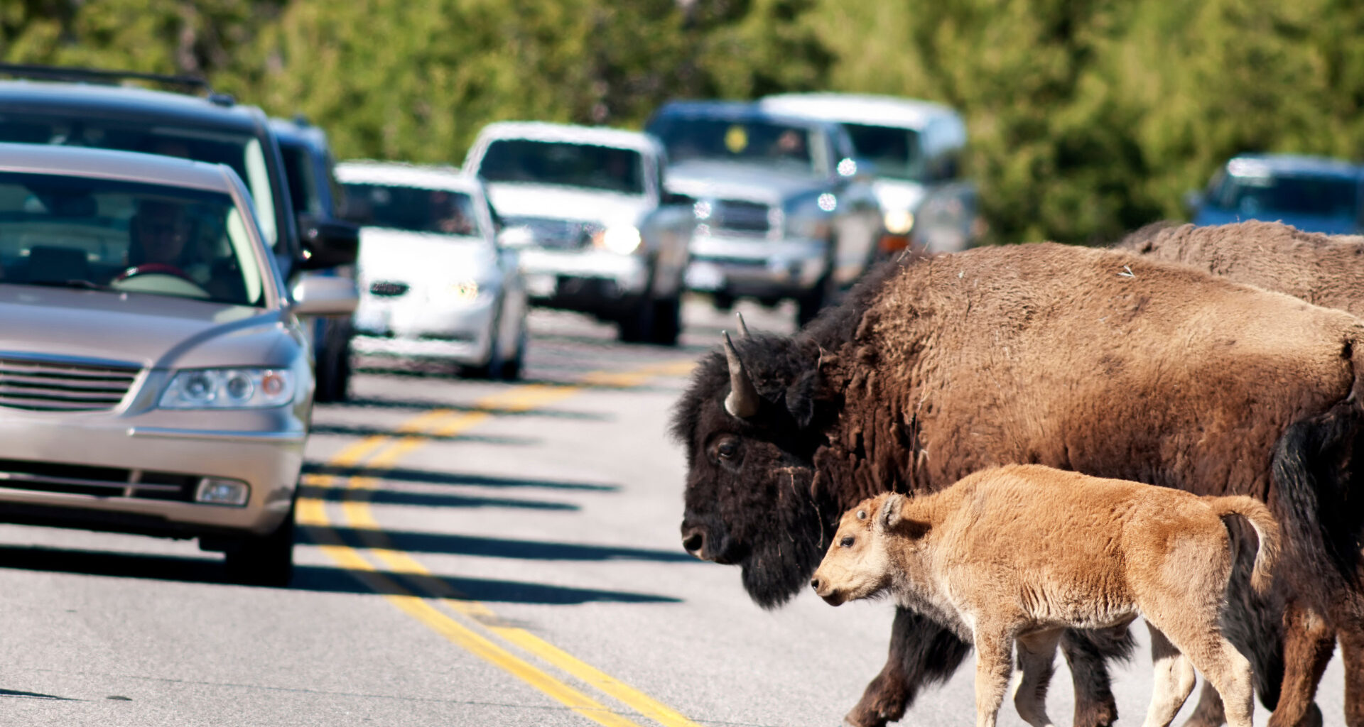 How Many Bison Attacks Happen in Yellowstone? - Getaway Couple