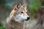 Animal Lovers: Add the Wolf Sanctuary in PA to Your Bucket List ...