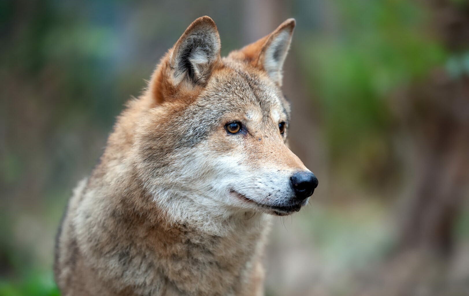 Animal Lovers: Add the Wolf Sanctuary in PA to Your Bucket List ...