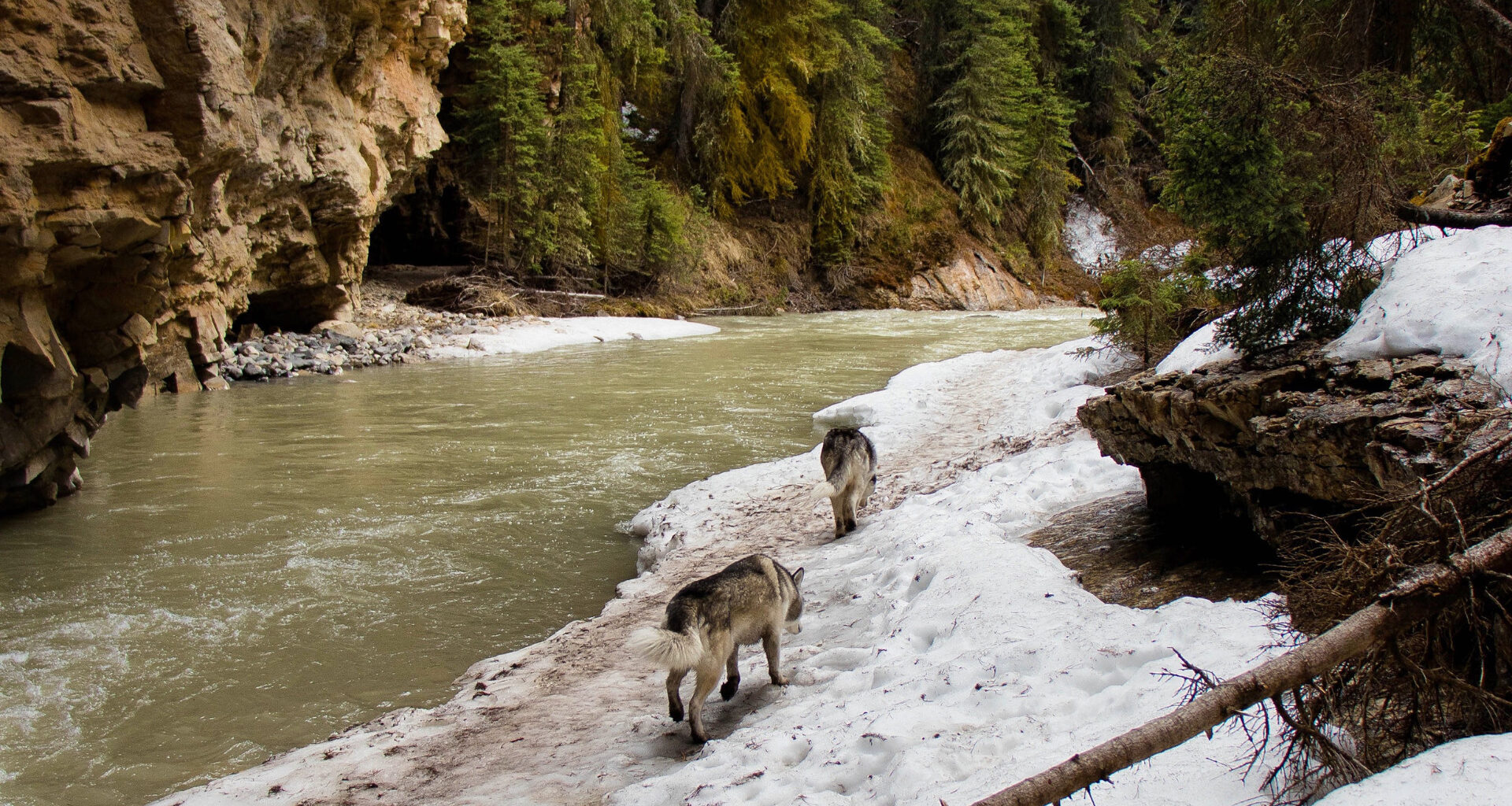 What Is a Bark Ranger? - Getaway Couple
