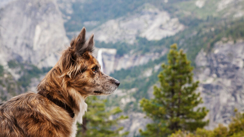 What Is a Bark Ranger? - Getaway Couple