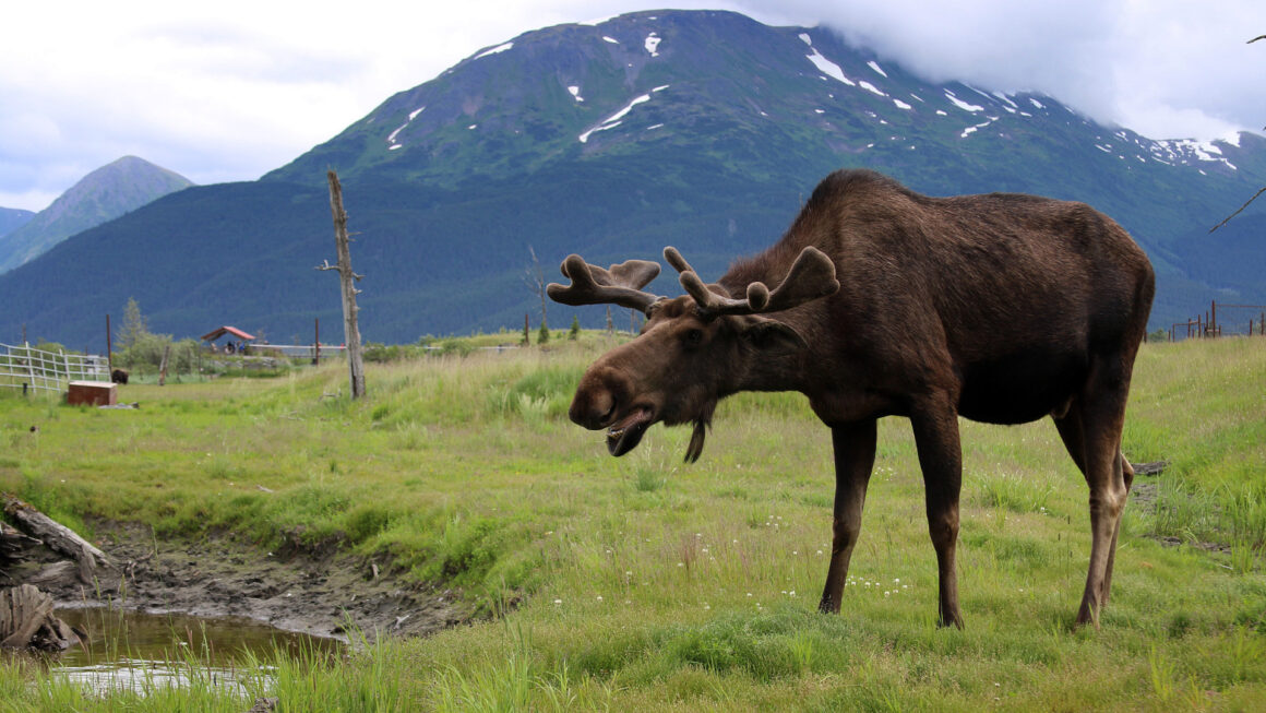 Don't Miss the Turnagain Arm Drive When in Alaska - Getaway Couple