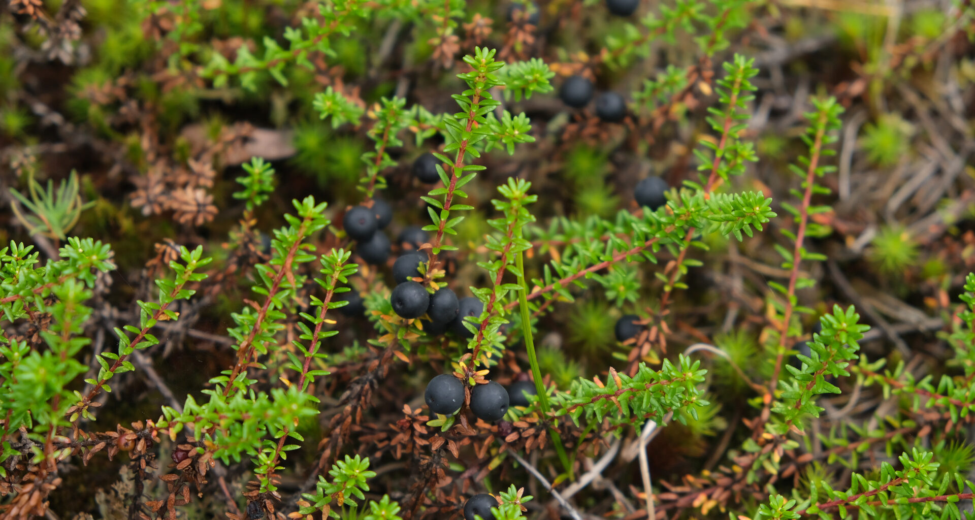 You Can Eat These Alaska Wild Berries - Getaway Couple