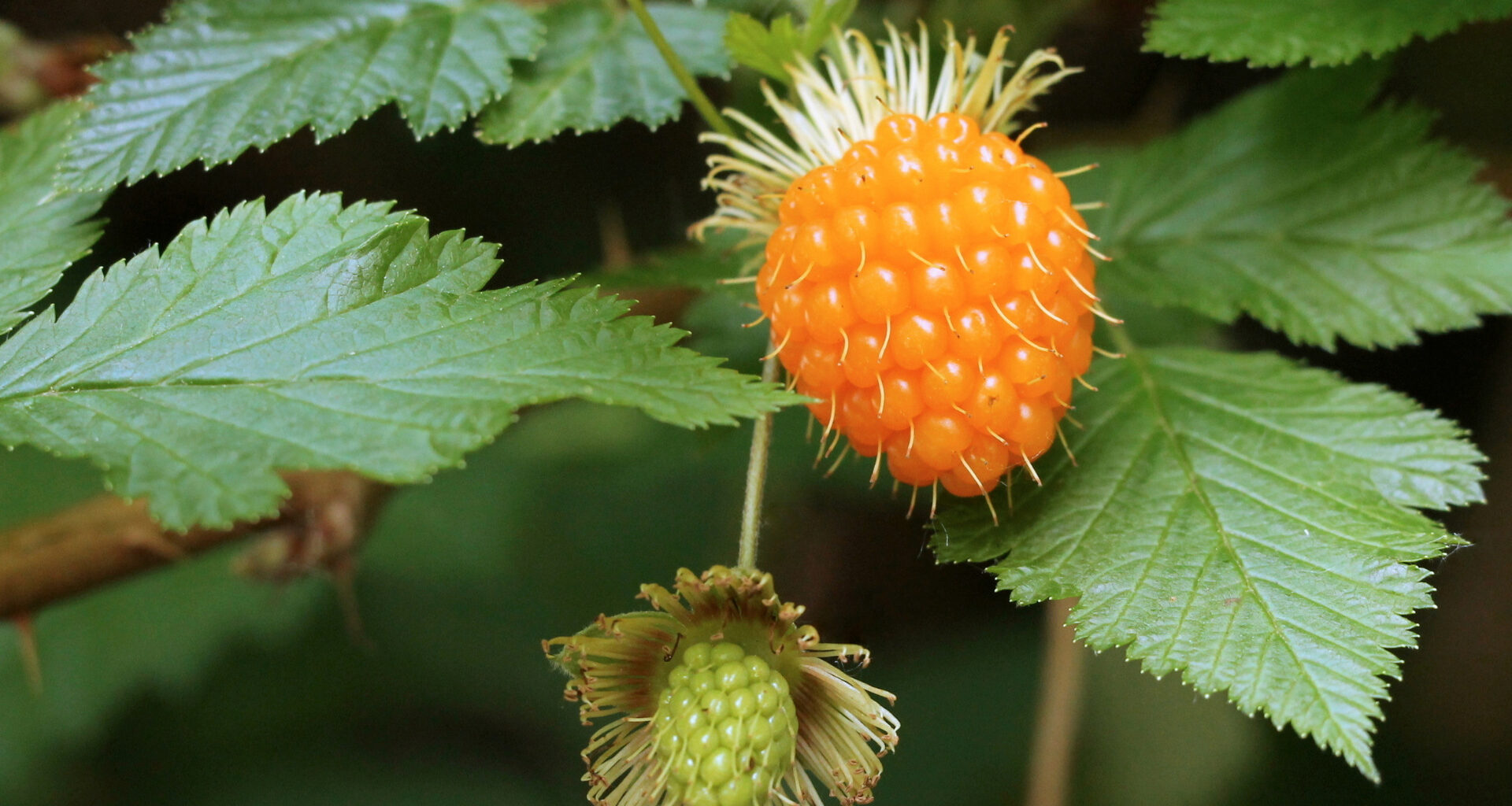 You Can Eat These Alaska Wild Berries - Getaway Couple