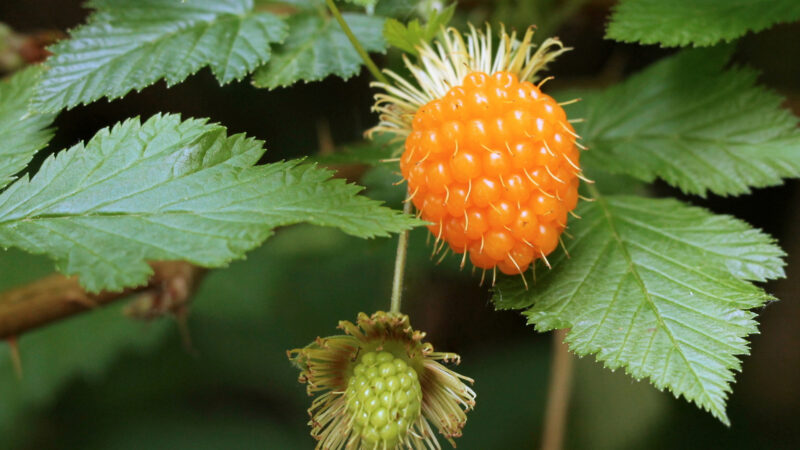 You Can Eat These Alaska Wild Berries - Getaway Couple