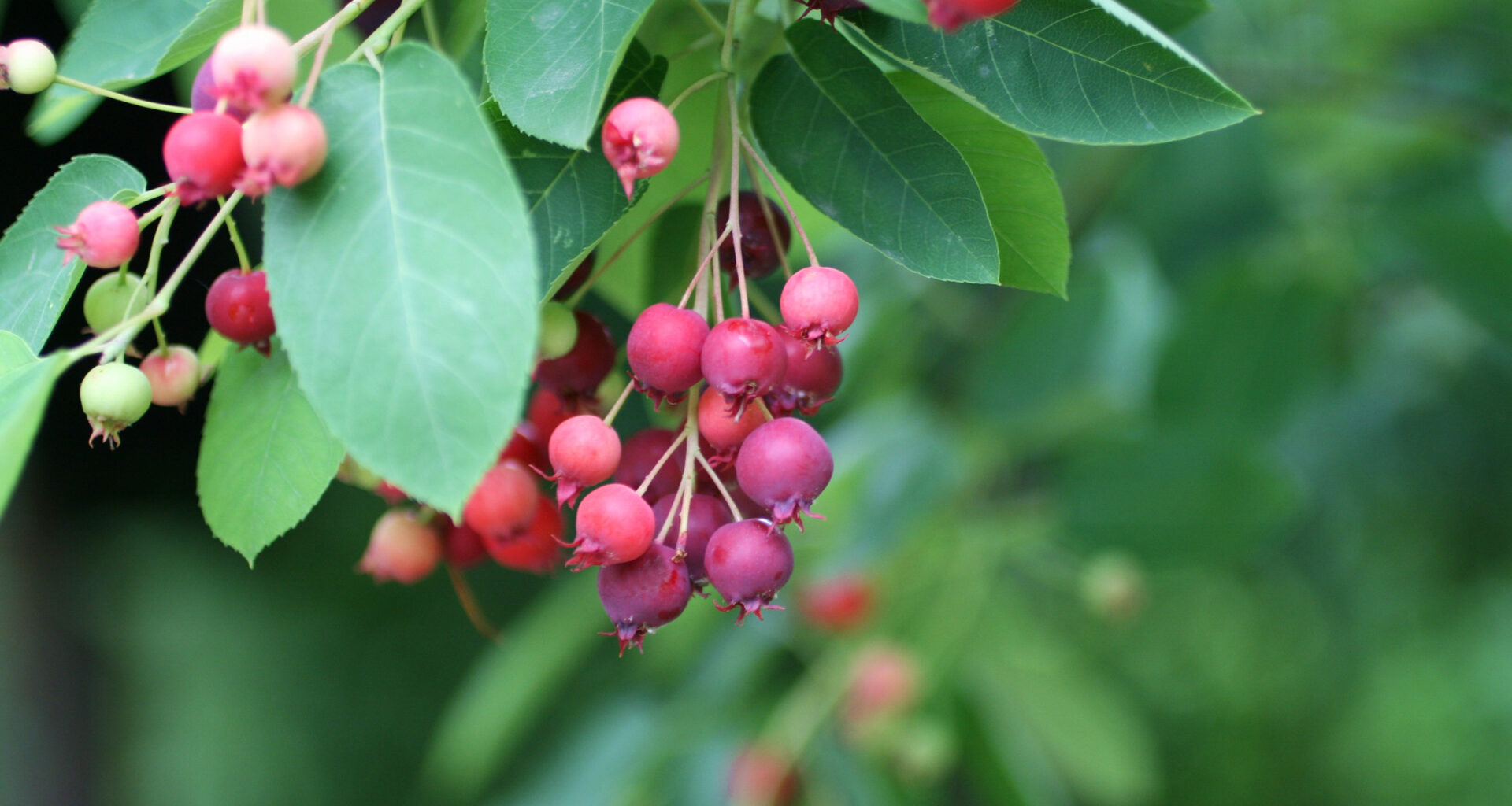 You Can Eat These Alaska Wild Berries - Getaway Couple