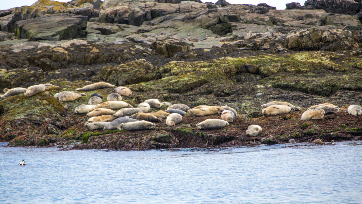 A Complete Guide to Acadia National Park Wildlife - Getaway Couple