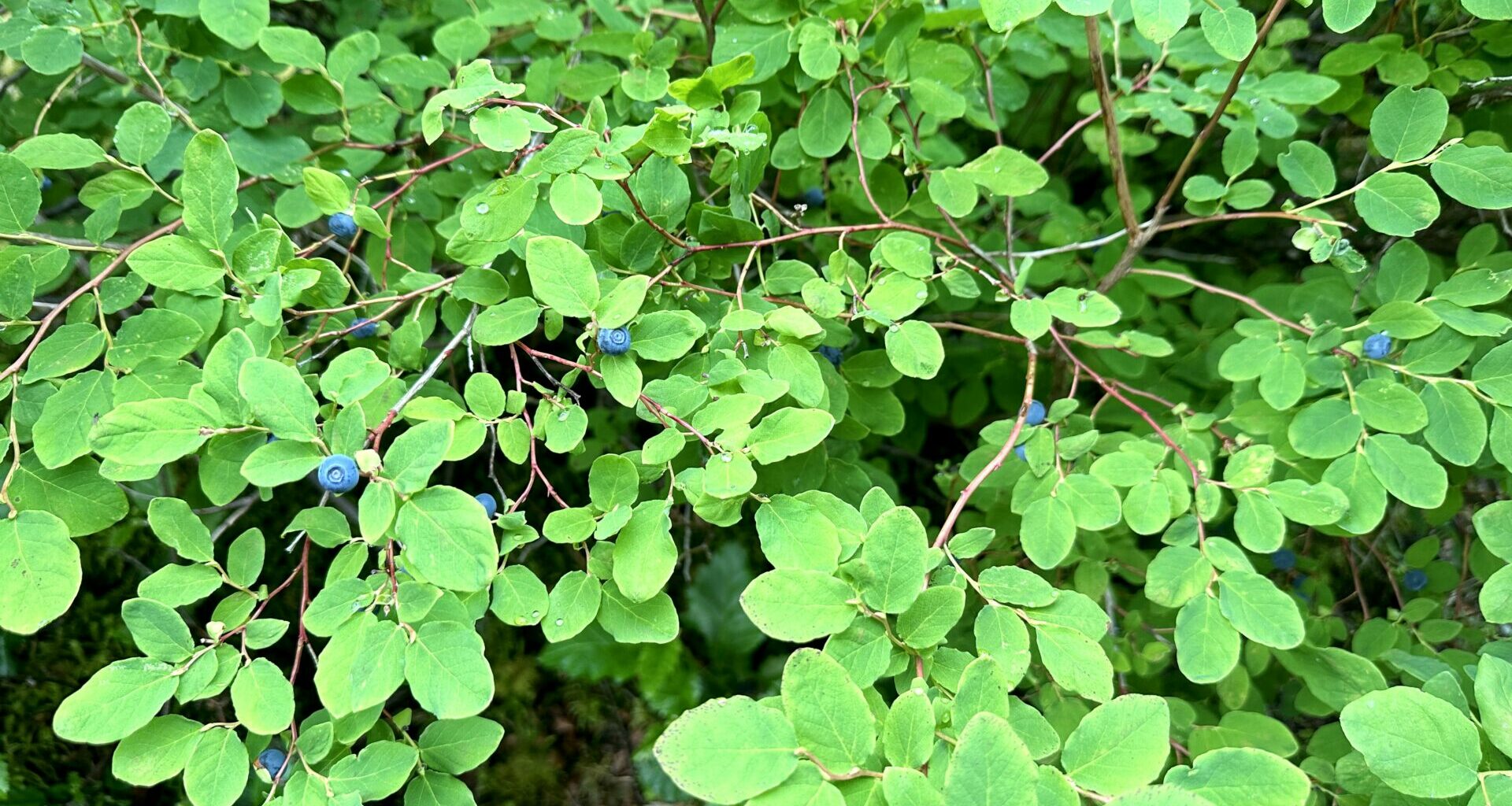 You Can Eat These Alaska Wild Berries - Getaway Couple