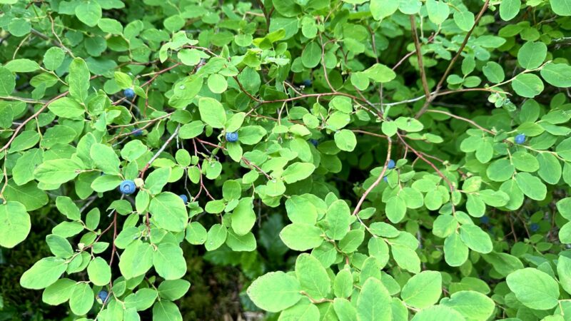 You Can Eat These Alaska Wild Berries - Getaway Couple