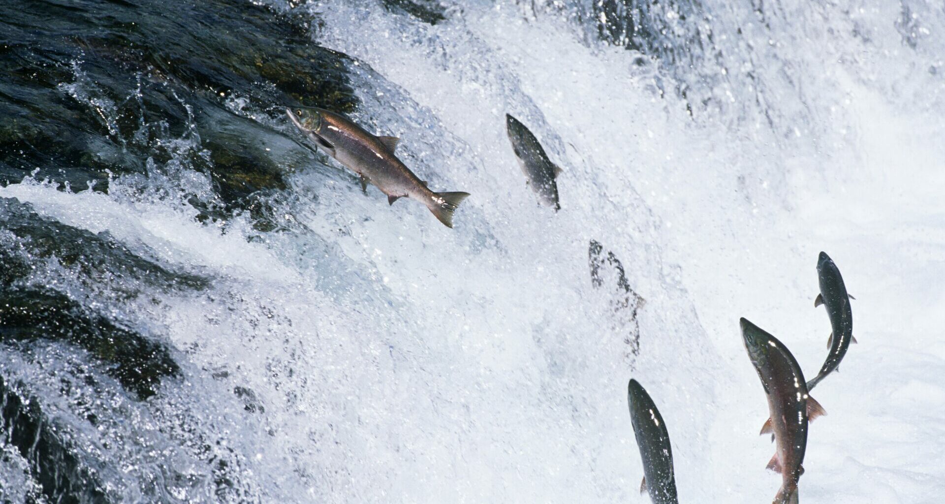 What Are the Five Types of Salmon in Alaska? - Getaway Couple