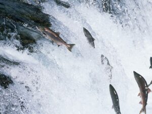 What Are the Five Types of Salmon in Alaska? - Getaway Couple