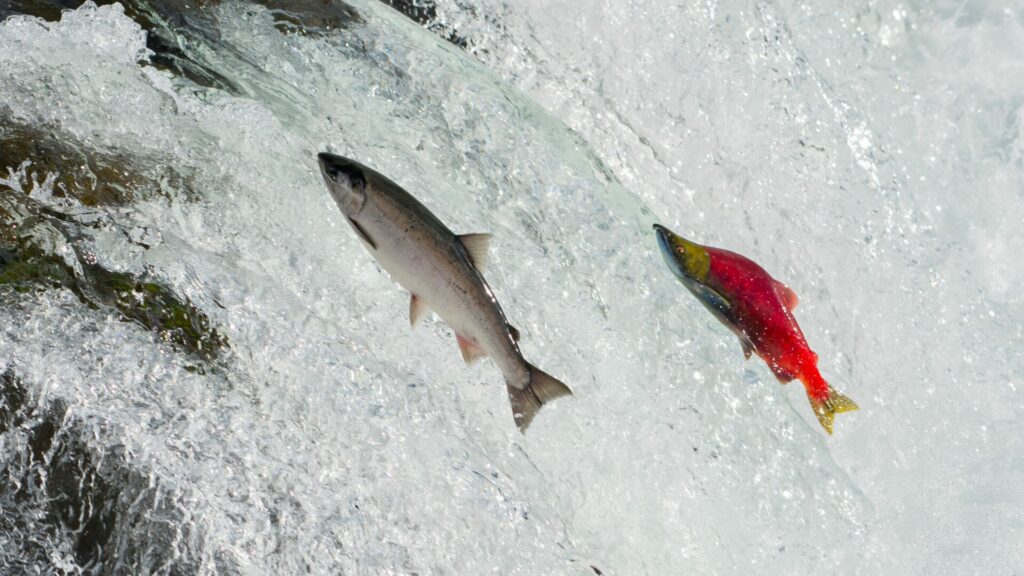 What Are the Five Types of Salmon in Alaska? - Getaway Couple