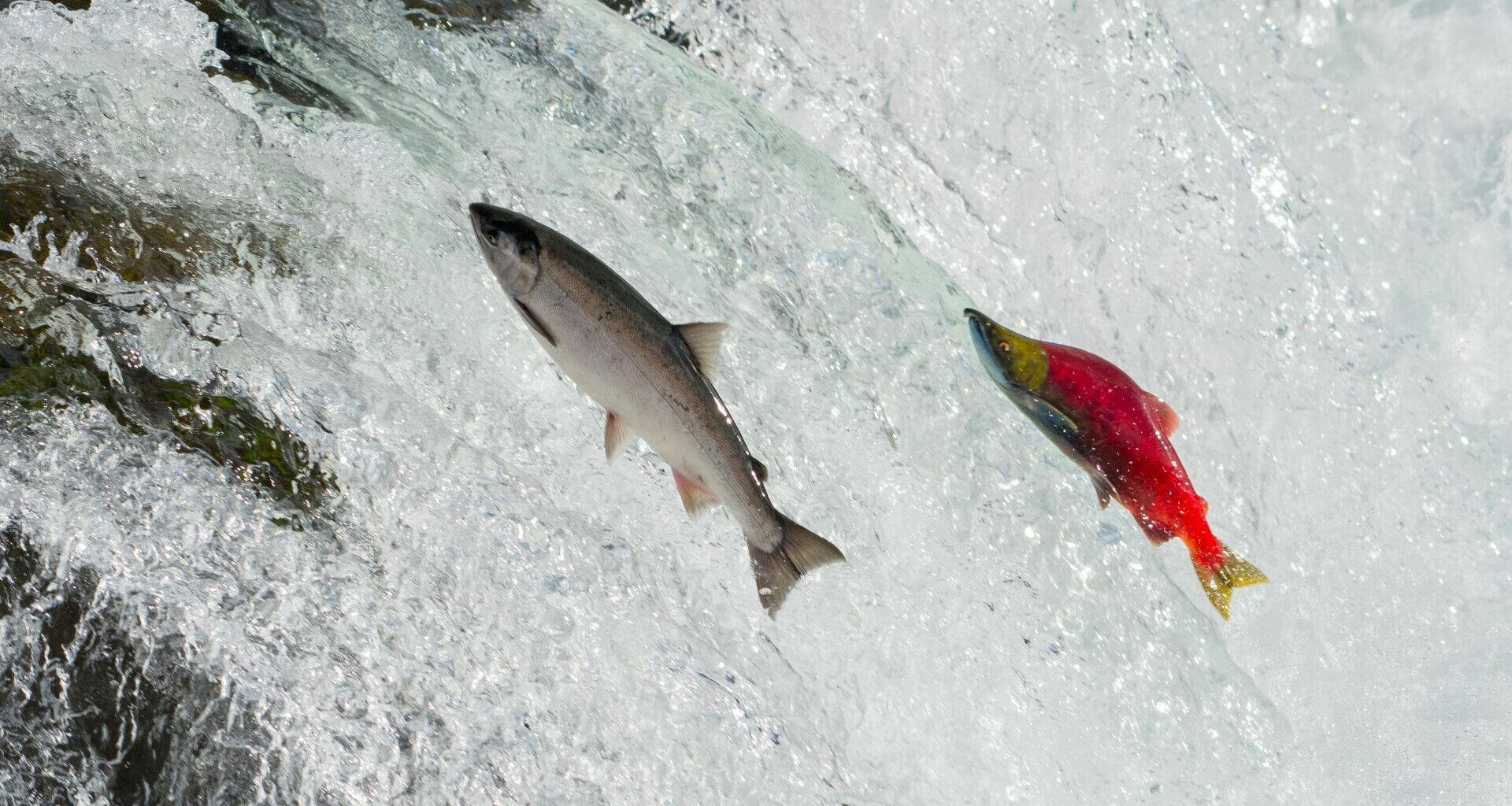 What Are the Five Types of Salmon in Alaska? - Getaway Couple