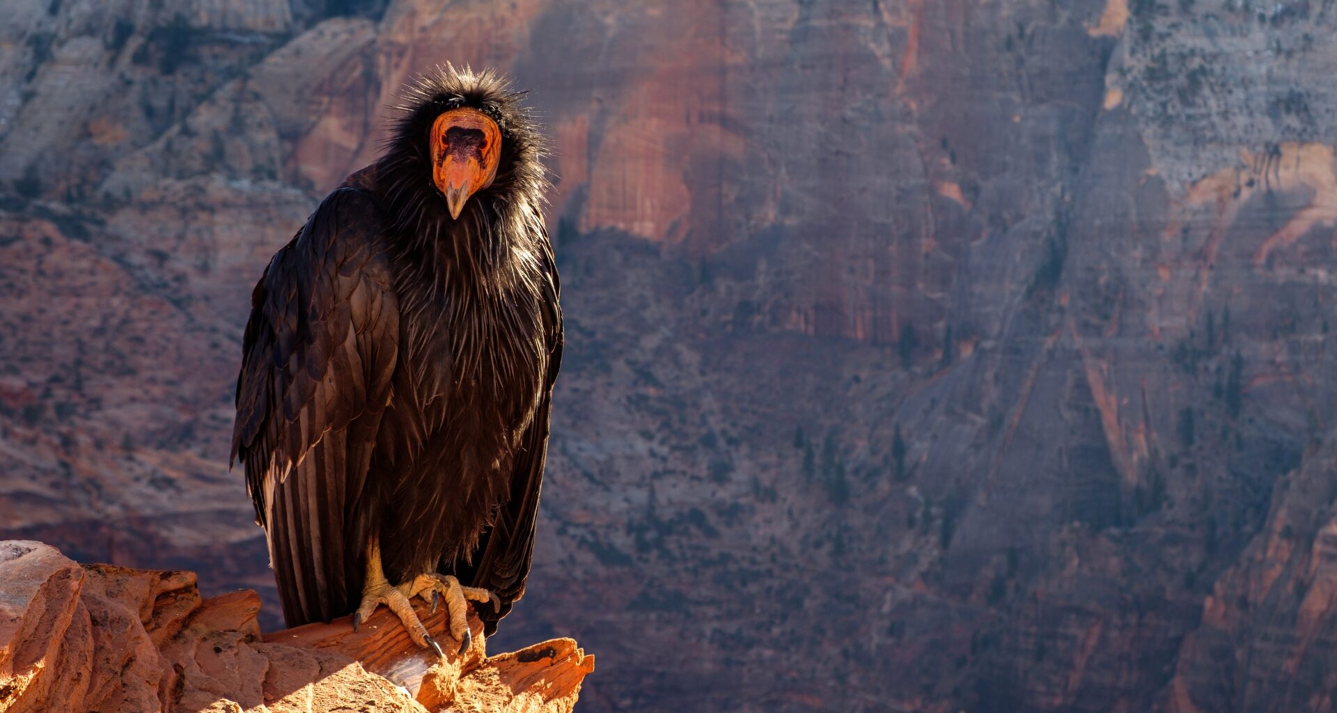 Zion National Park Wildlife: What to Expect - Getaway Couple