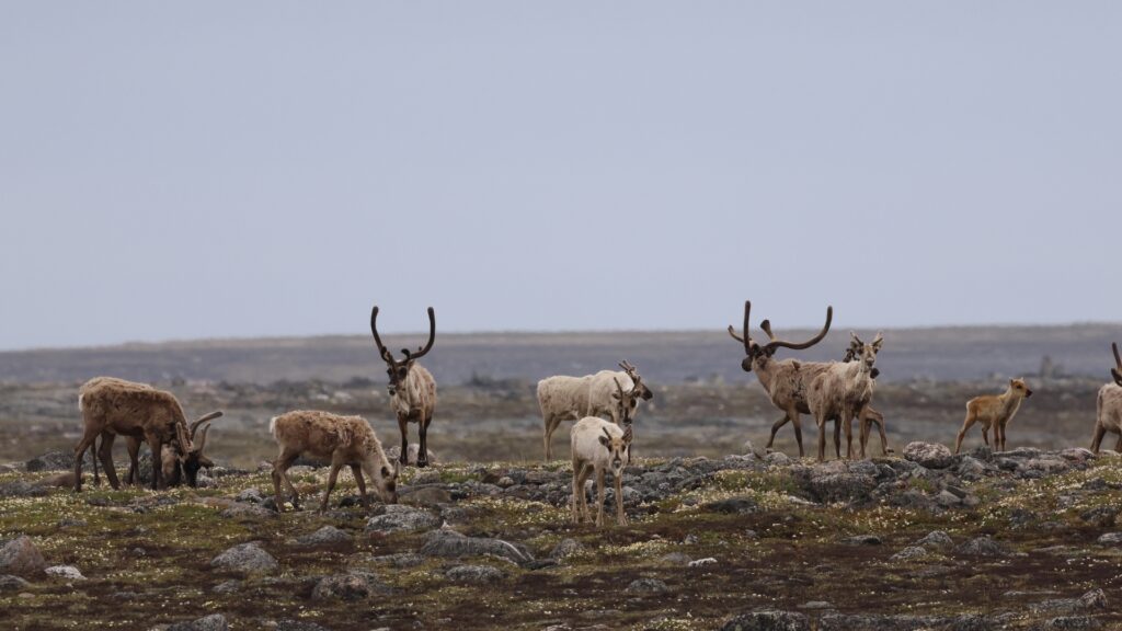 What Are Alaska's Top Five Wildlife Animals? - Getaway Couple