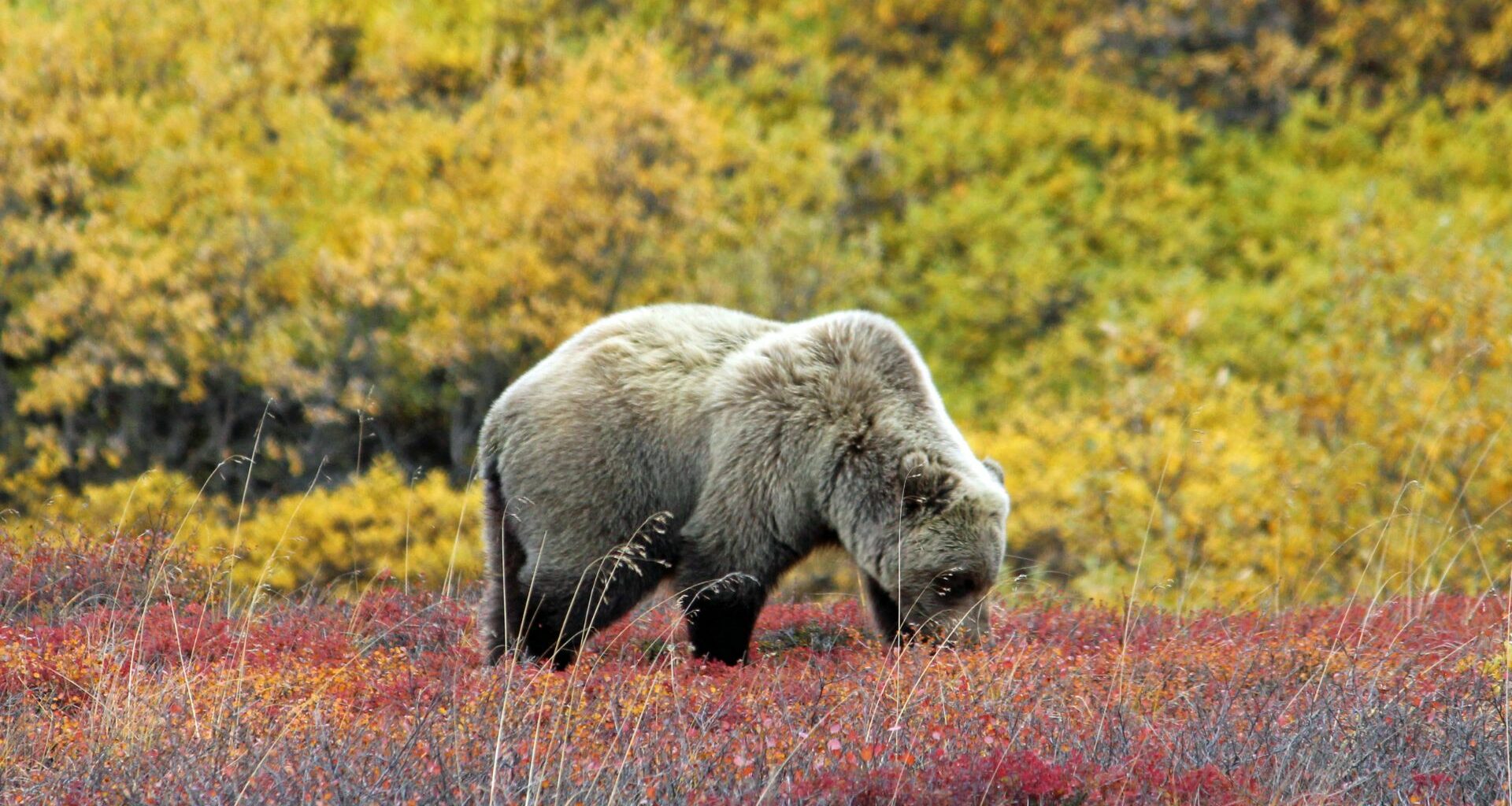 Denali National Park Wildlife: How to Spot Them All - Getaway Couple