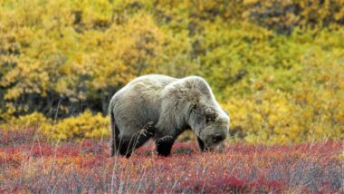 Denali National Park Wildlife: How to Spot Them All - Getaway Couple