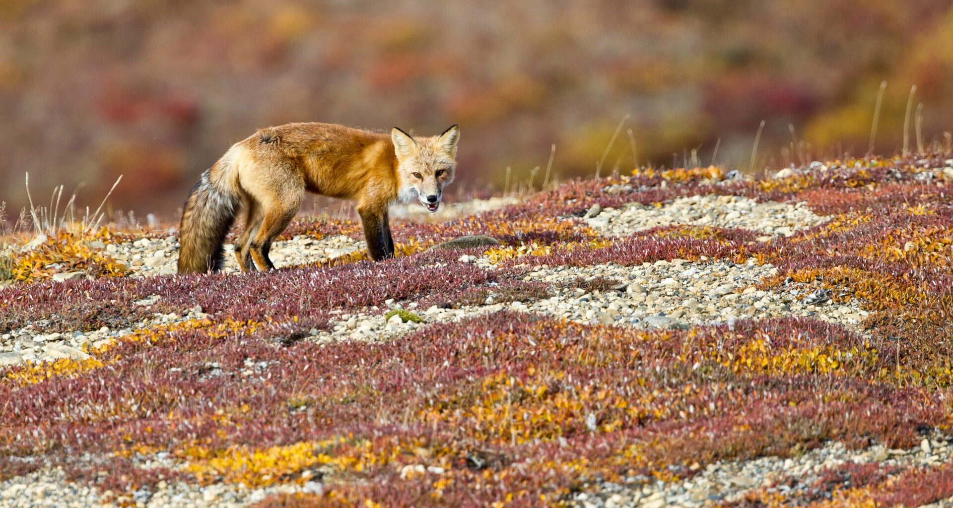 Denali National Park Wildlife: How to Spot Them All - Getaway Couple