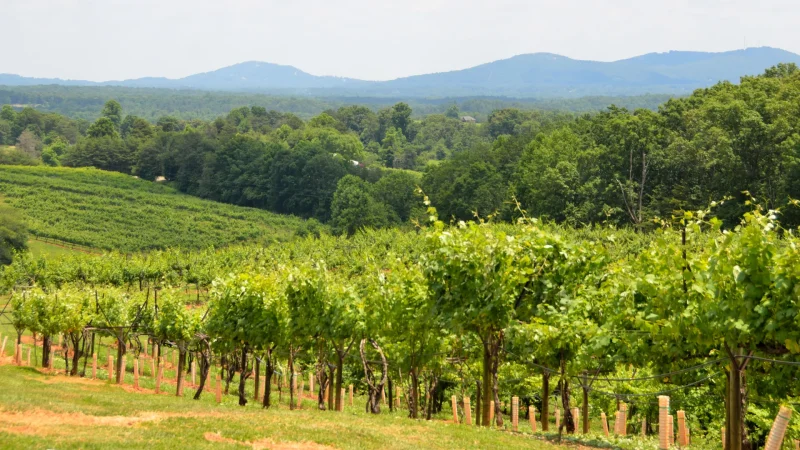 Plan Your Perfect Trip to Georgia's Wine Country - Getaway Couple